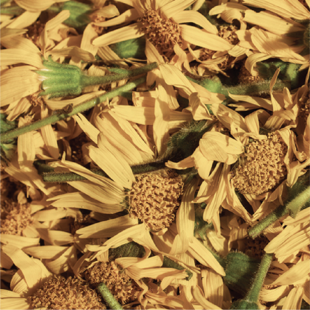 Active Ingredients – OPC Store